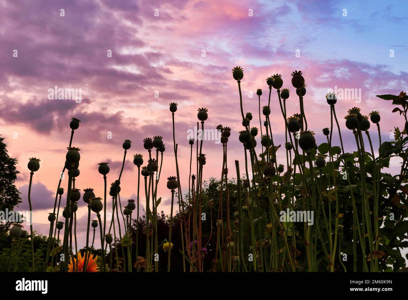 Poppy (Papaver) faded poppy field, evening sky, backlight, Claude Monet ...