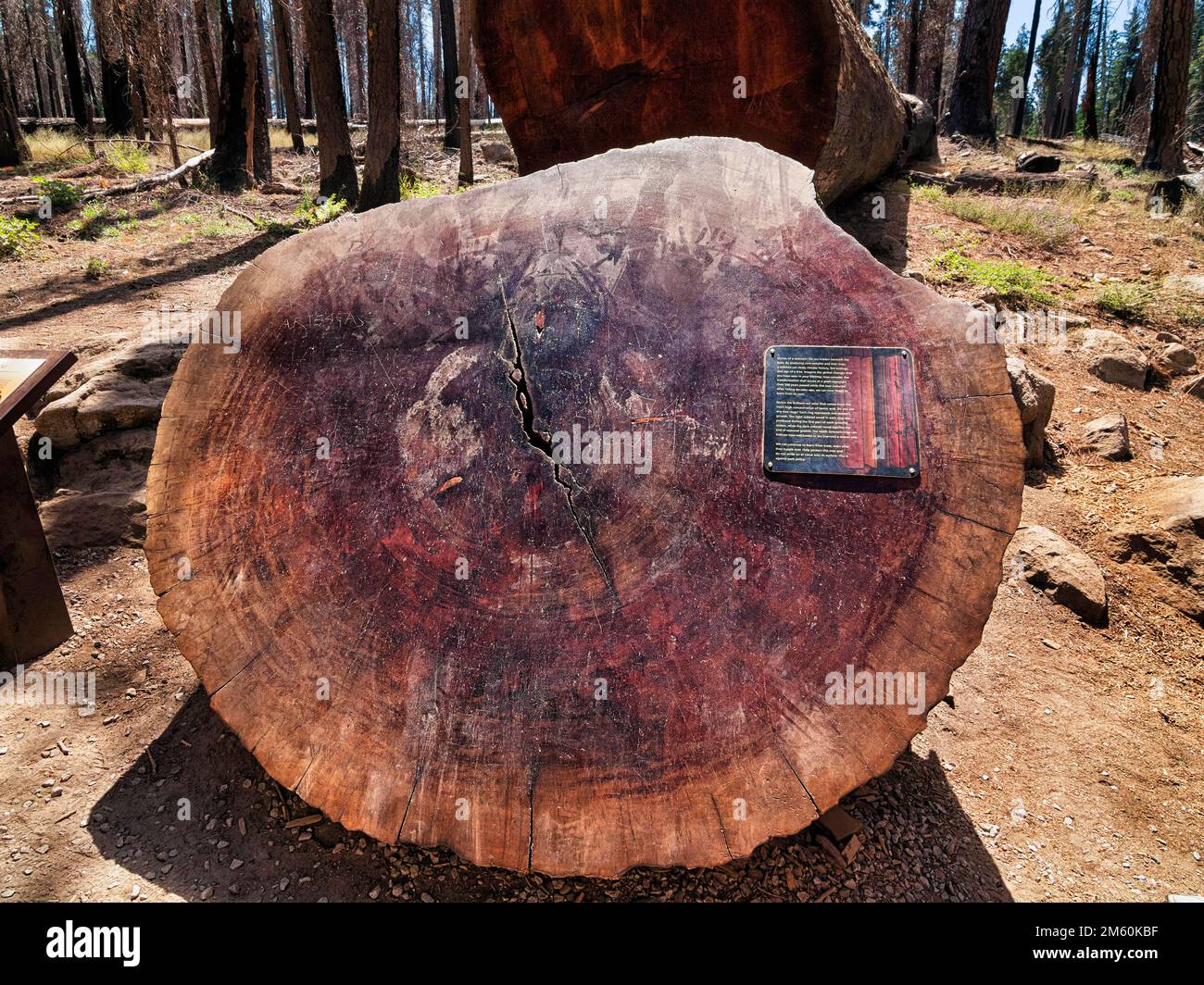 Cross-section of tree (Sequoioideae) trunk with information panel ...