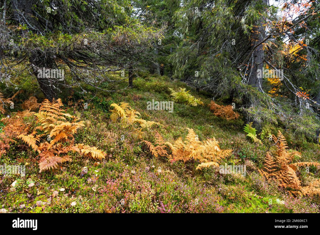 Colorful ferns during fall foliage in a wet coniferous forest in ...