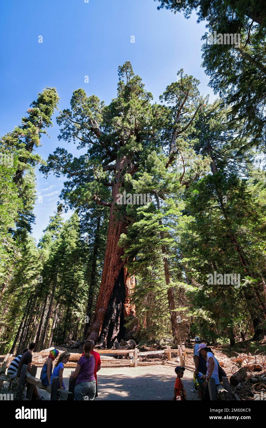 Tourists in front of Grizzly Giant, ancient Sequoia, sequoia, giant ...