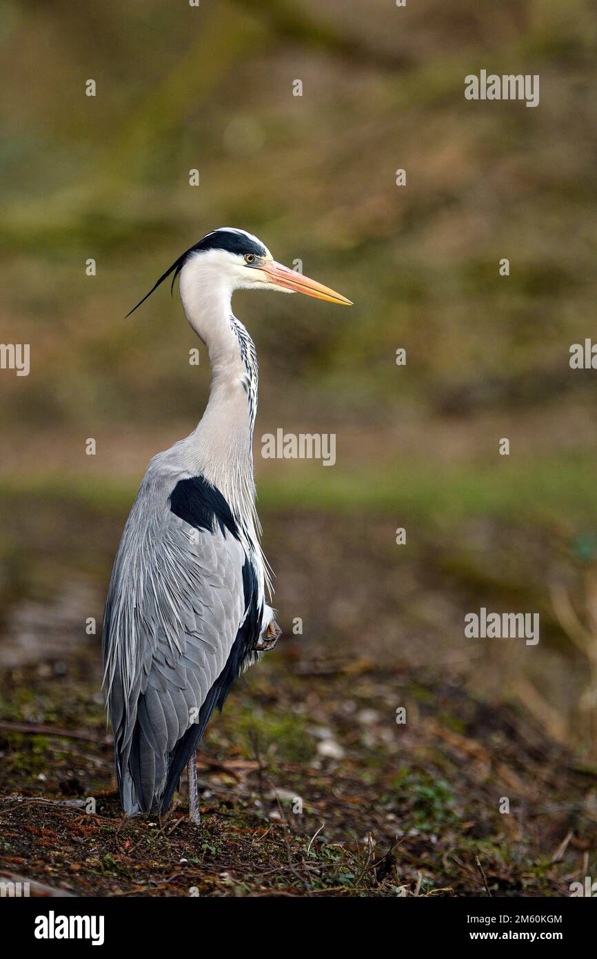 Grey heron (Ardea cinerea), Essen, Ruhr area, North Rhine-Westphalia ...