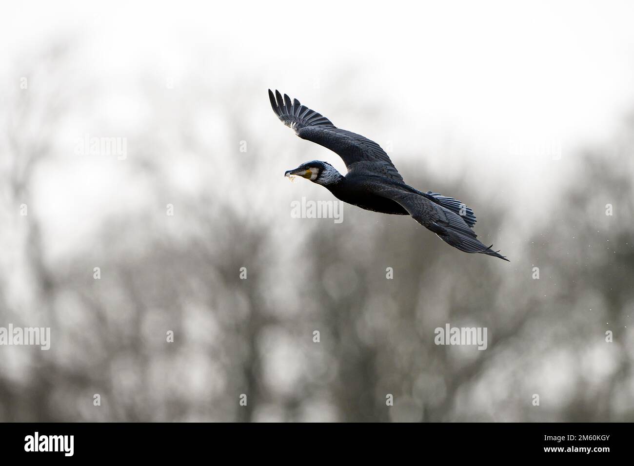 Great cormorant (Phalacrocorax carbo), adult bird brings nesting ...