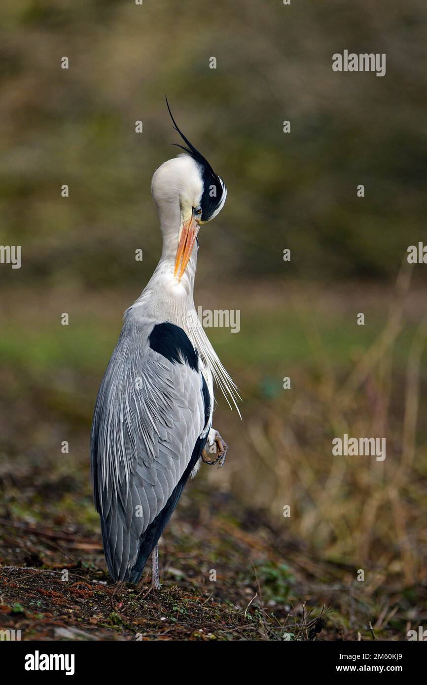 Grey heron (Ardea cinerea), preening, Essen, Ruhr area, North Rhine ...