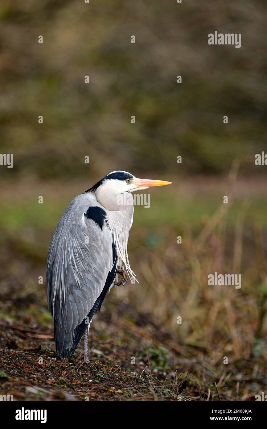 Grey heron (Ardea cinerea), Essen, Ruhr area, North Rhine-Westphalia ...
