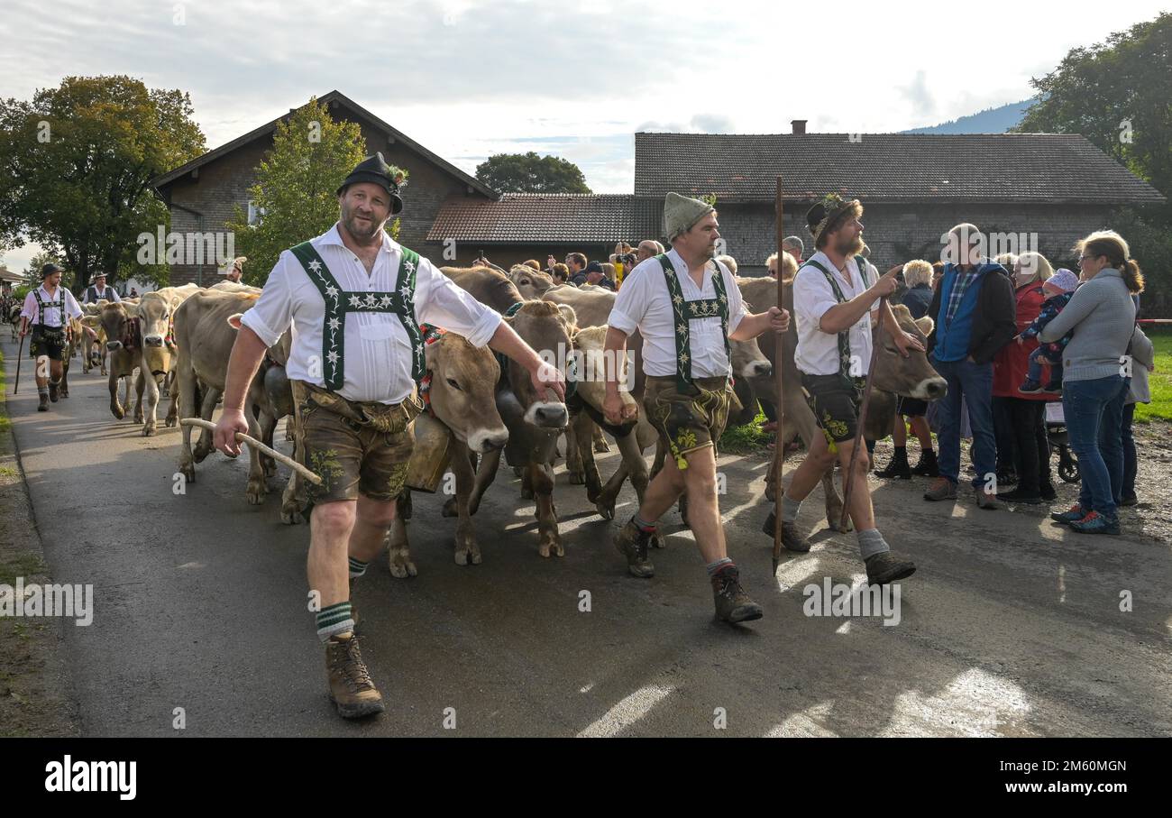 16. 09. 2022. Almabtrieb, cattle seperation in Thalkirchdorf, Markt ...