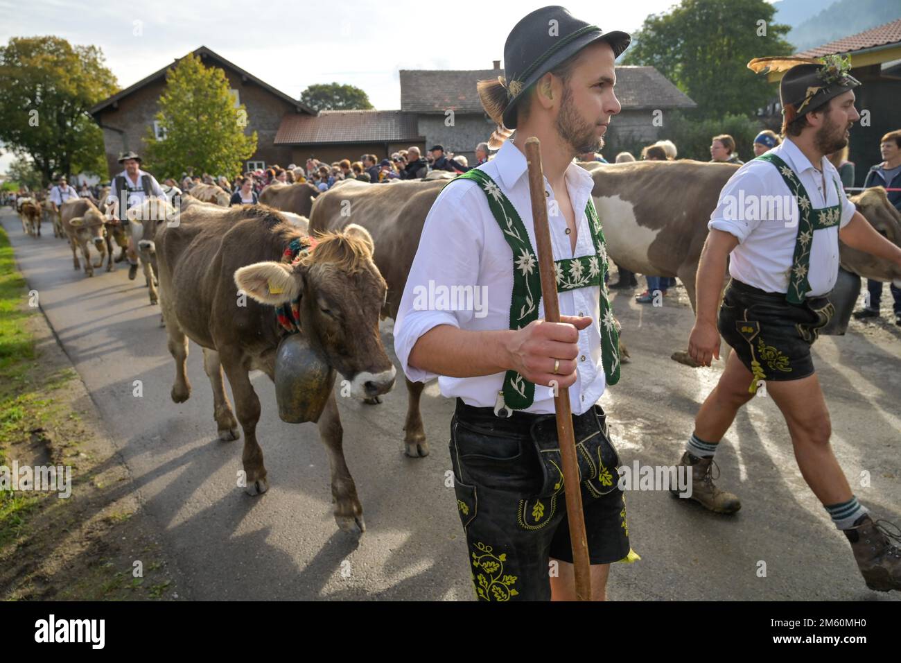 16. 09. 2022. Almabtrieb, cattle seperation in Thalkirchdorf, Markt ...