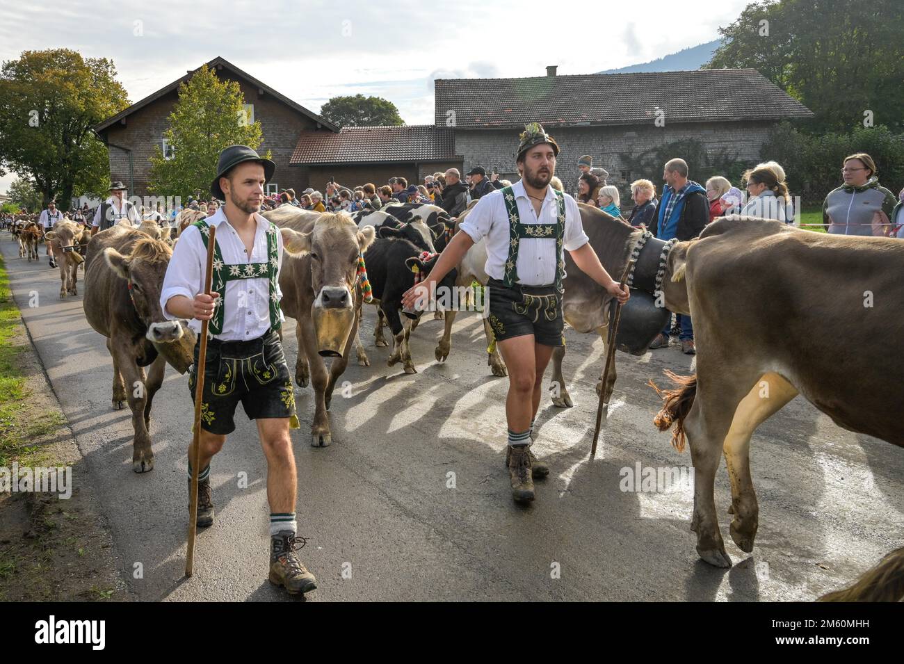 16. 09. 2022. Almabtrieb, cattle seperation in Thalkirchdorf, Markt ...