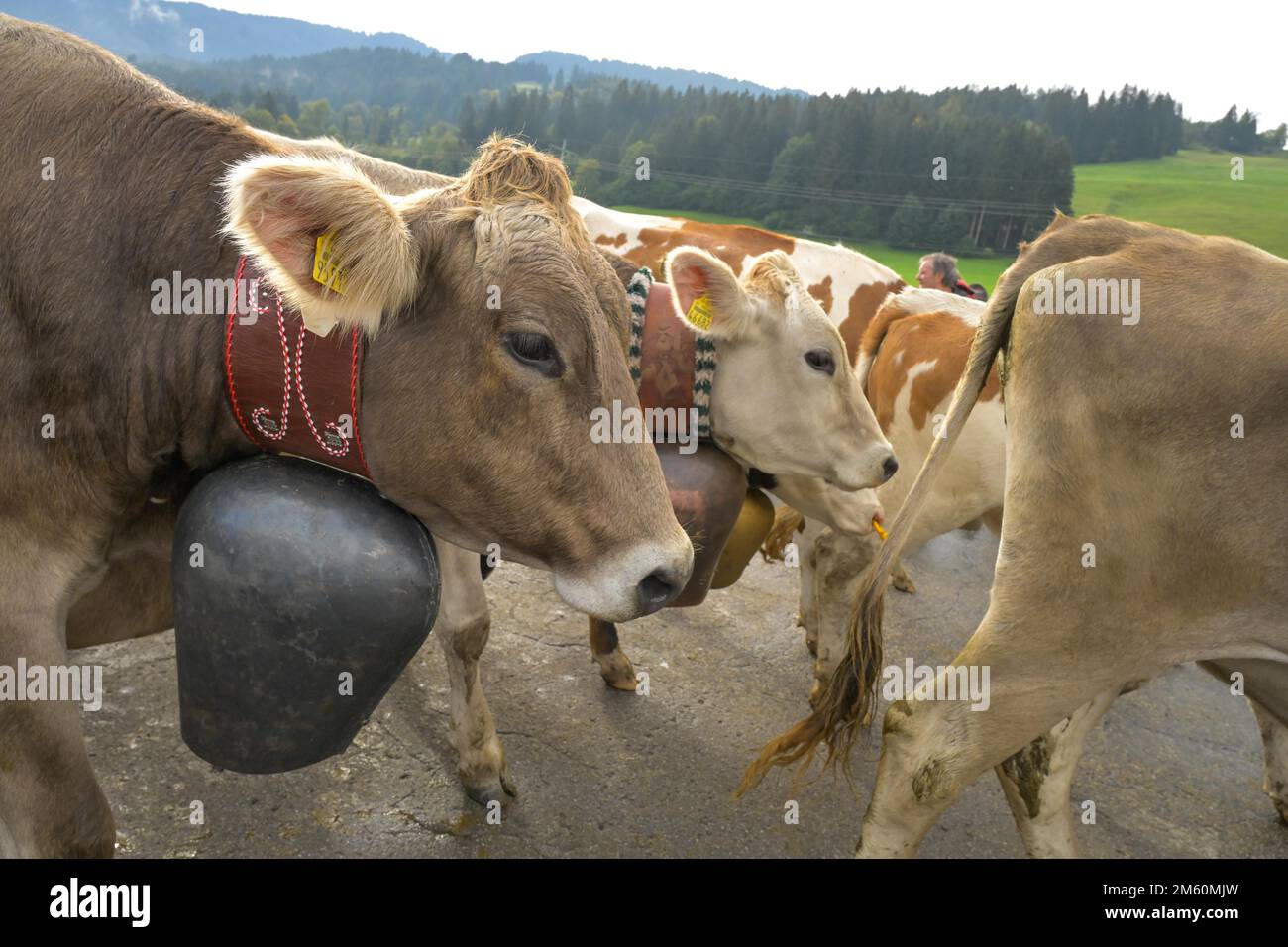 16. 09. 2022. Almabtrieb, cattle seperation in Thalkirchdorf, Markt ...