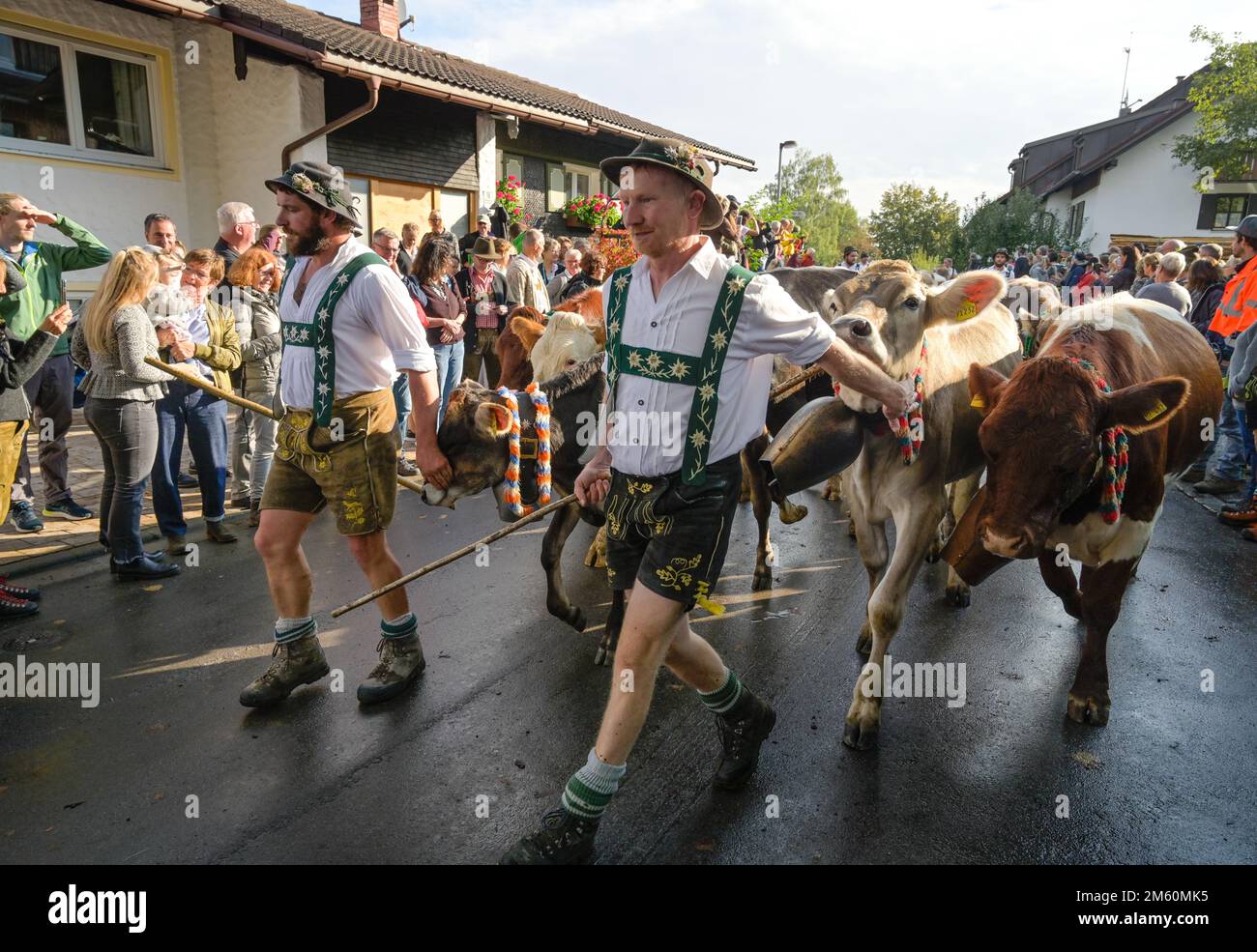 16. 09. 2022. Almabtrieb, cattle seperation in Thalkirchdorf, Markt ...