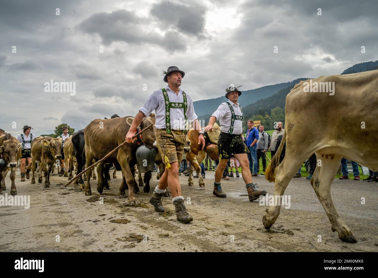 16. 09. 2022. Almabtrieb, cattle seperation in Thalkirchdorf, Markt ...