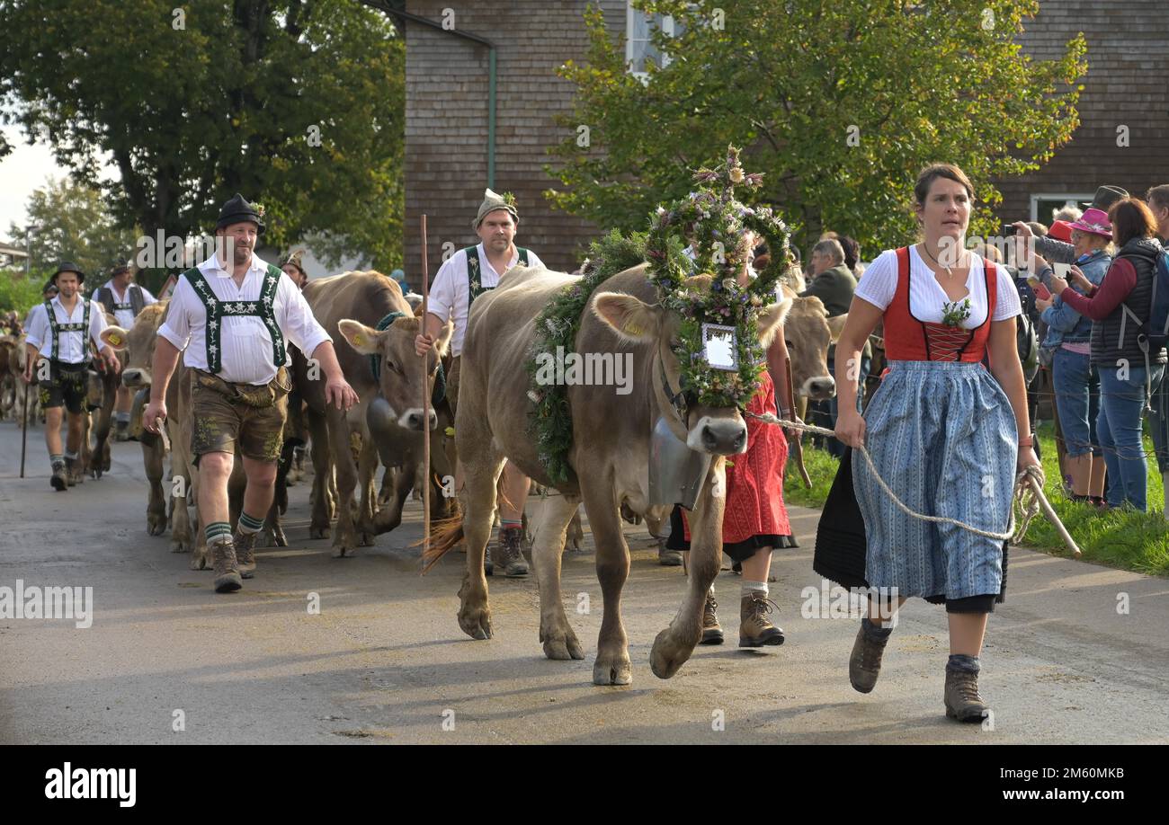 16. 09. 2022. Almabtrieb, cattle seperation in Thalkirchdorf, Markt ...