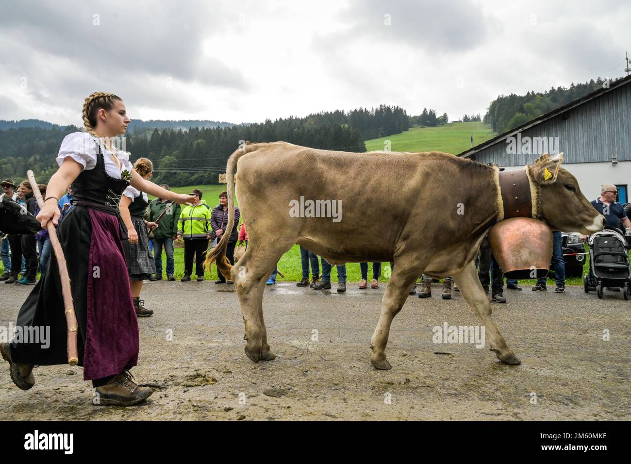 16. 09. 2022. Almabtrieb, cattle seperation in Thalkirchdorf, Markt ...