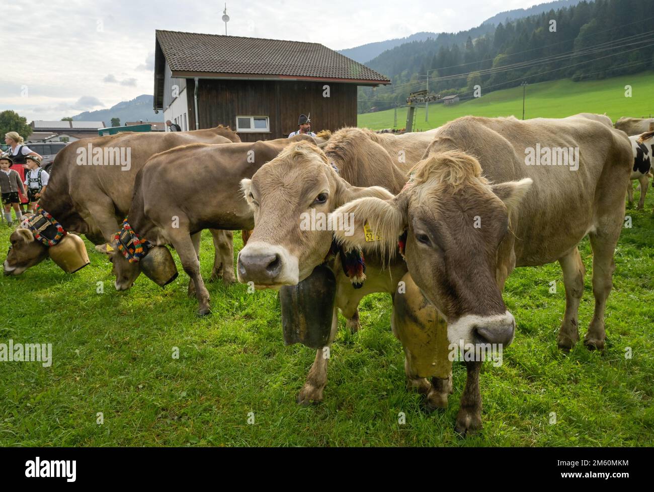 16. 09. 2022. Almabtrieb, cattle seperation in Thalkirchdorf, Markt ...