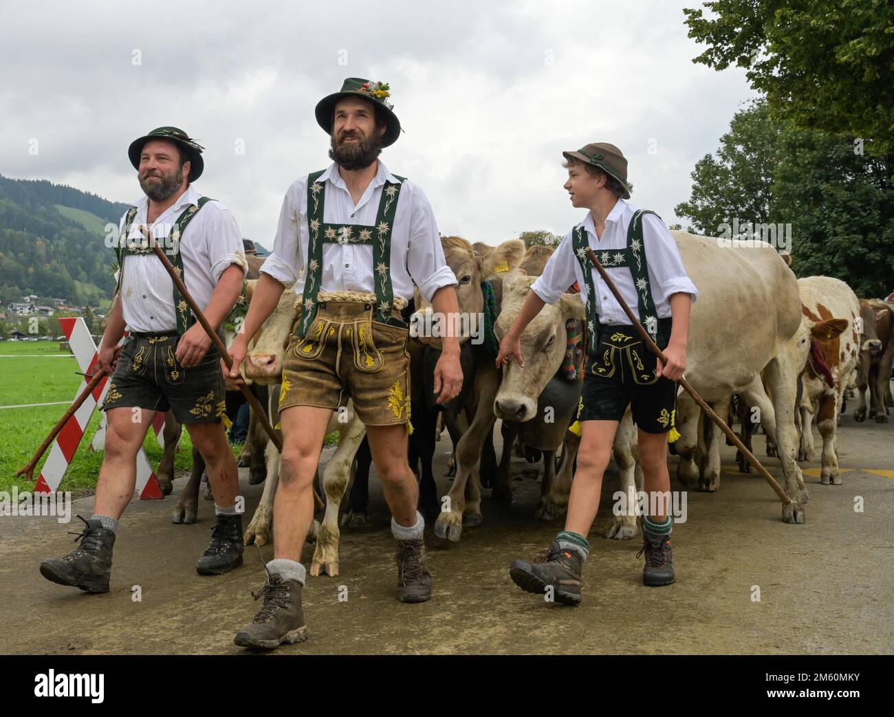 16. 09. 2022. Almabtrieb, cattle seperation in Thalkirchdorf, Markt ...
