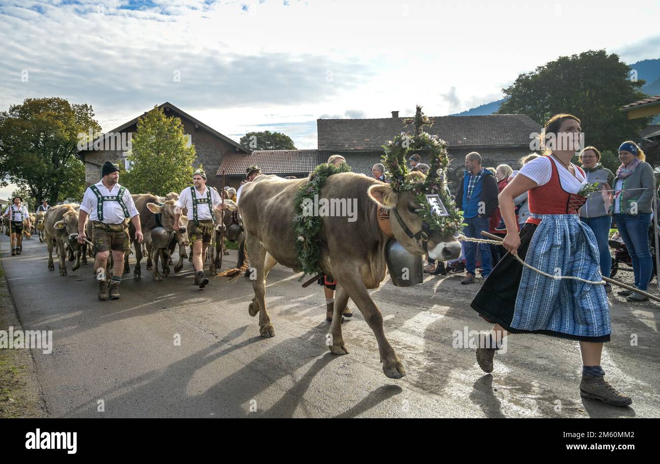 16. 09. 2022. Almabtrieb, cattle seperation in Thalkirchdorf, Markt ...