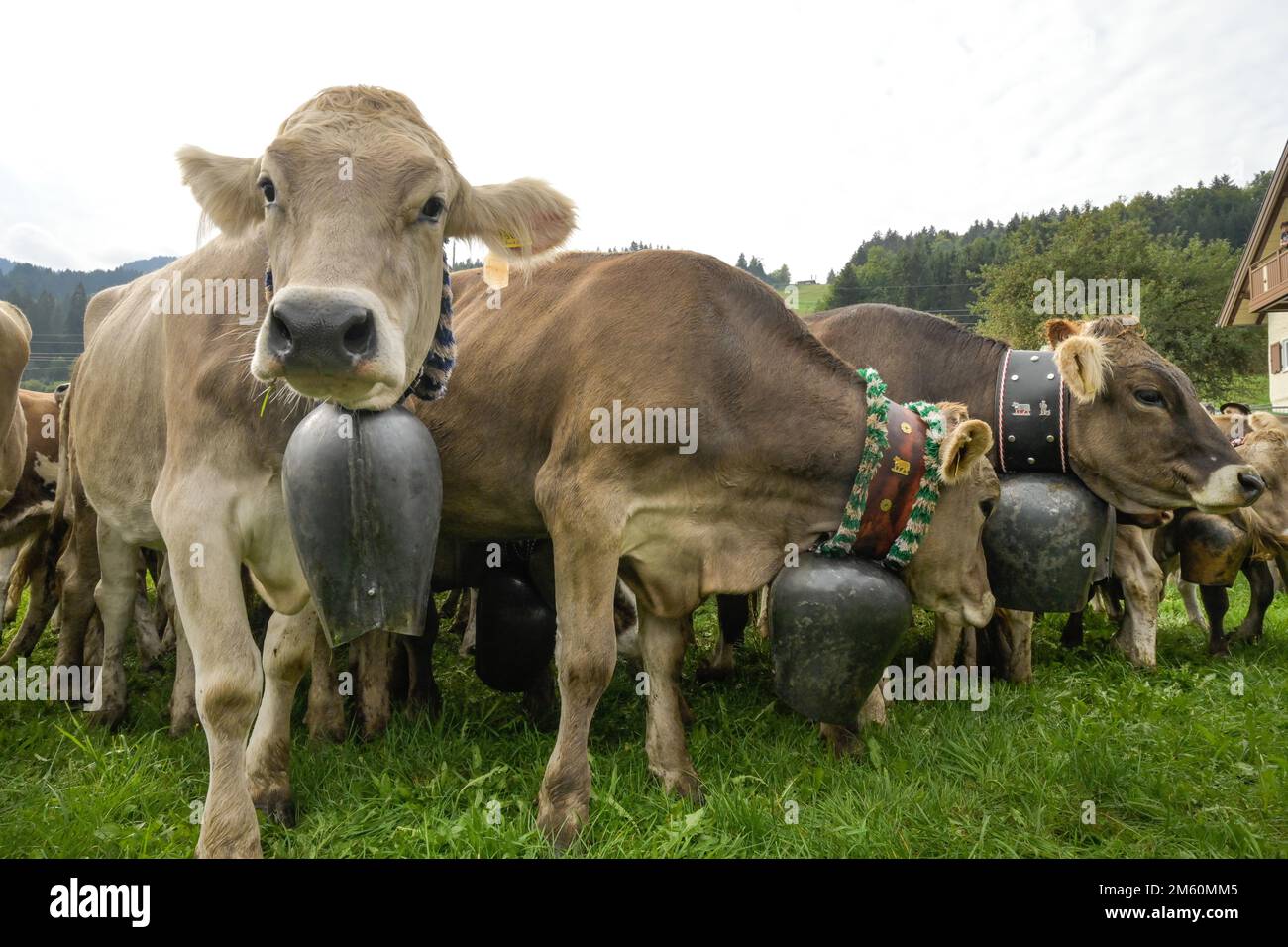 16. 09. 2022. Almabtrieb, cattle seperation in Thalkirchdorf, Markt ...