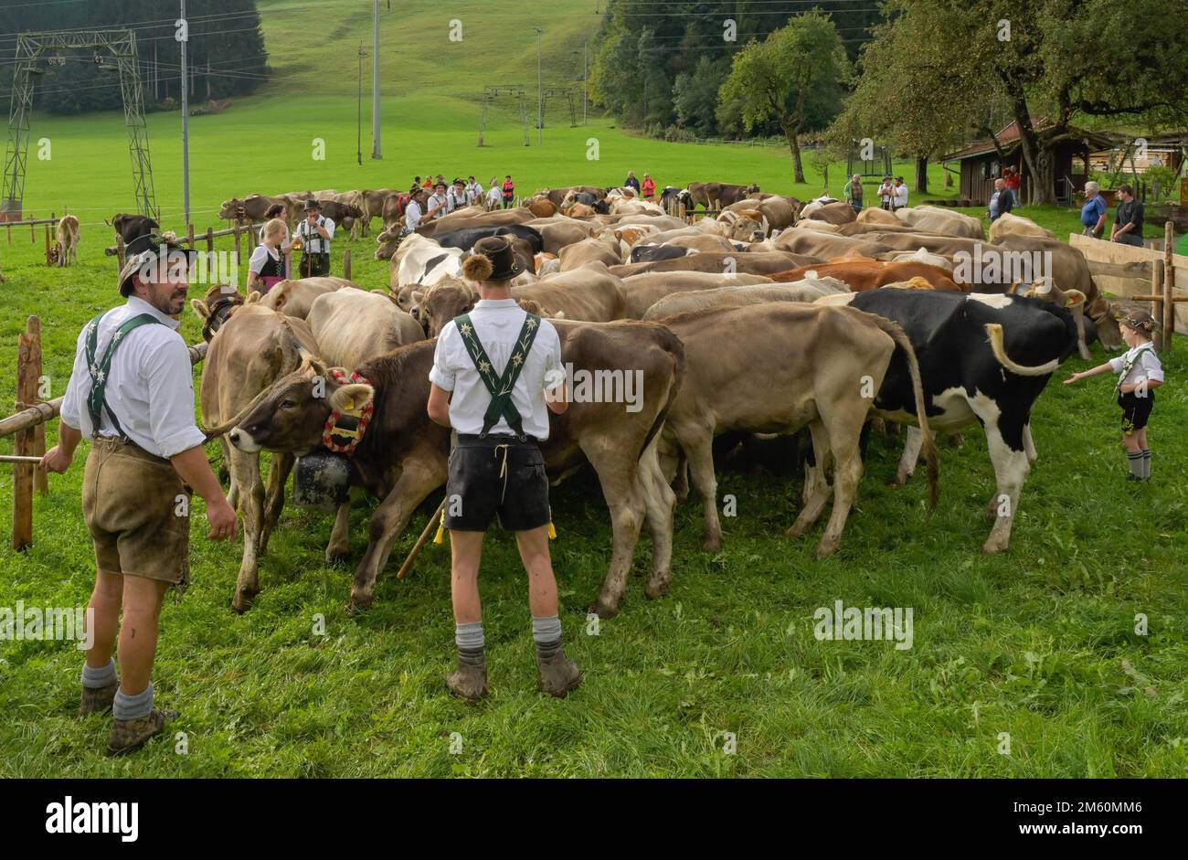 16. 09. 2022. Almabtrieb, cattle seperation in Thalkirchdorf, Markt ...