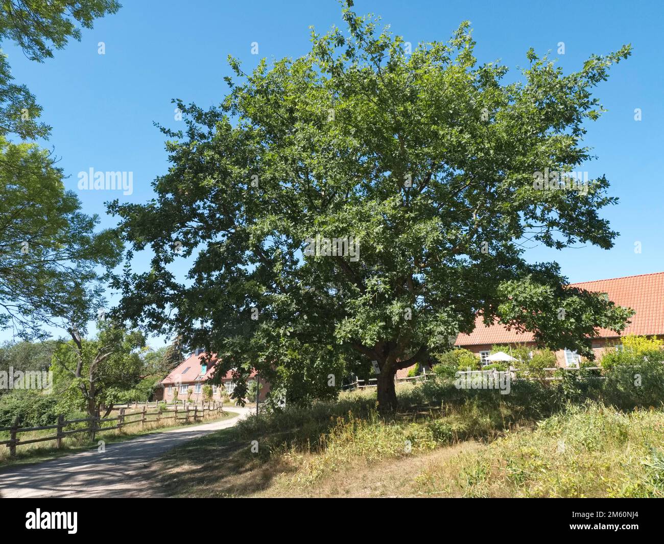 The Unity Oak, planted after the fall of the Berlin Wall, in the ...