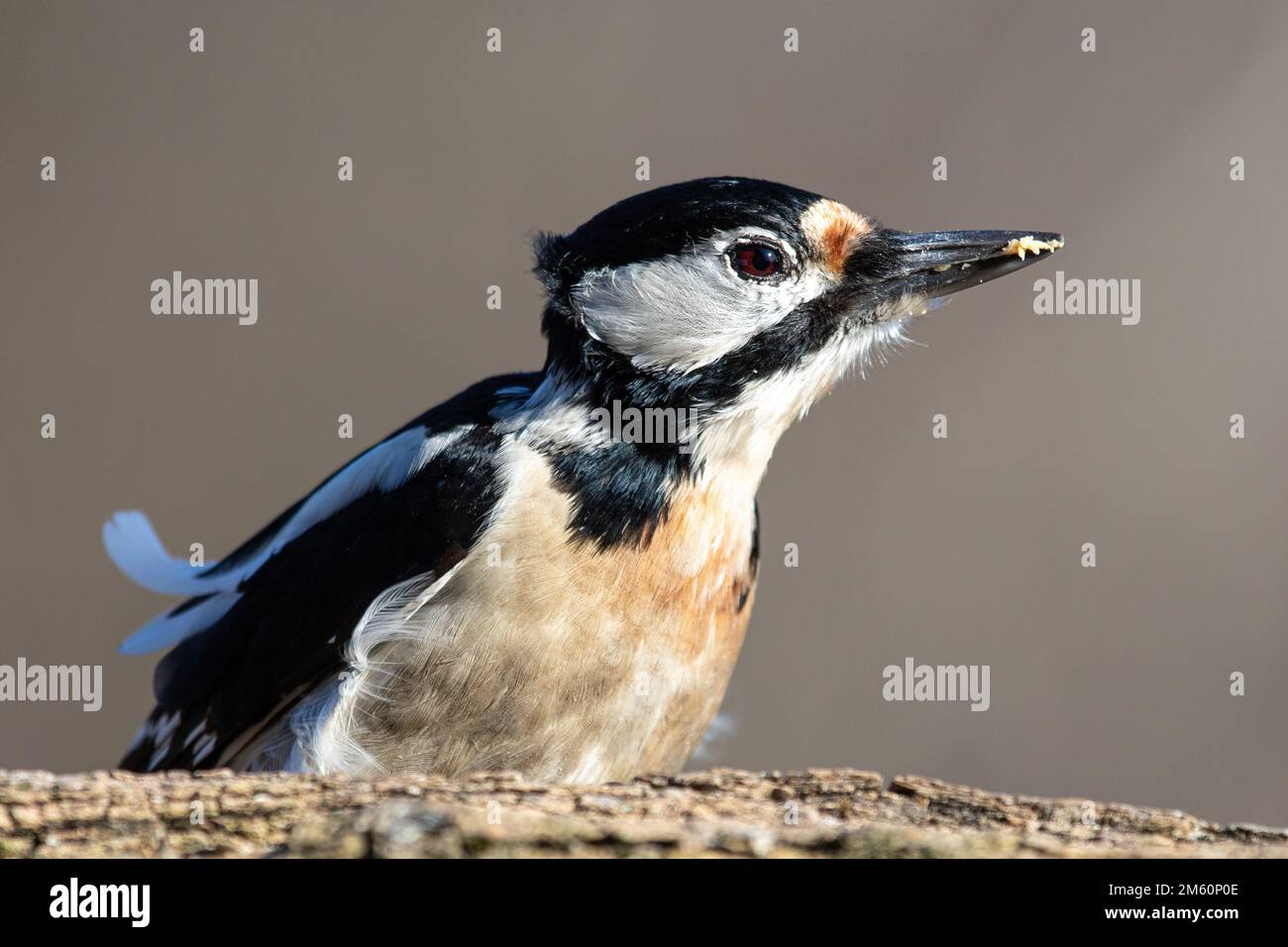 The great spotted woodpecker is a medium-sized woodpecker with pied ...