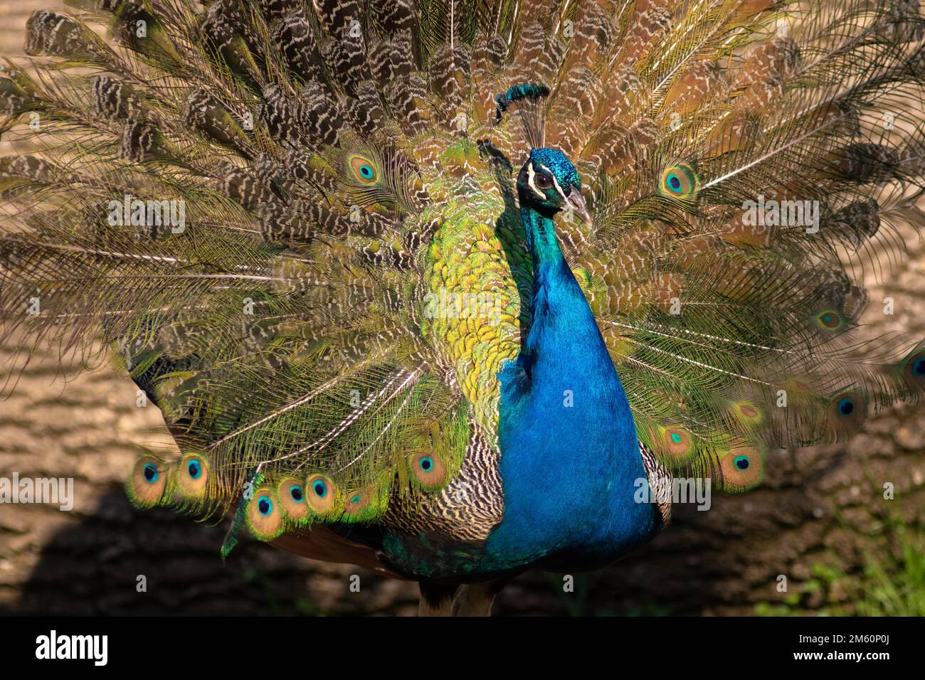 Colorful peacock close up Stock Photo - Alamy