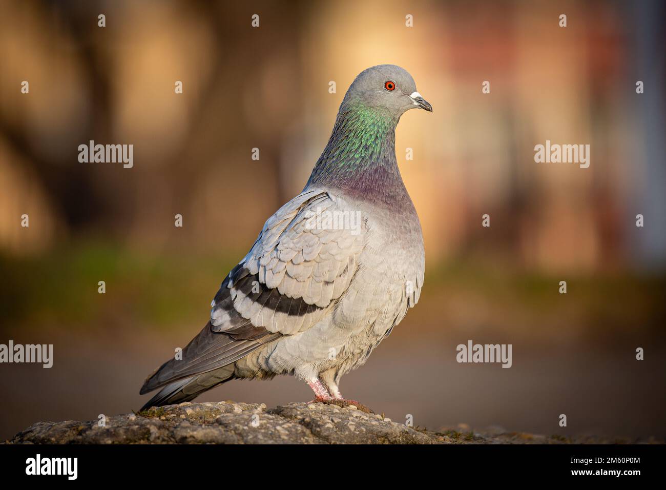 Beautiful pigeon in a morning light Stock Photo - Alamy