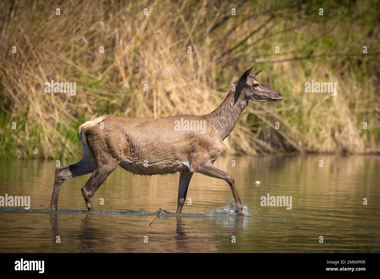 Deer or true deer are hoofed ruminant mammals forming the family ...