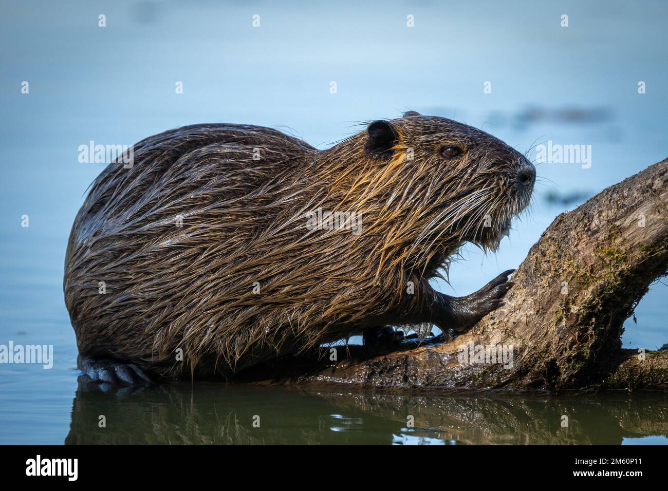 The nutria, also known as the coypu, is a large, herbivorous ...