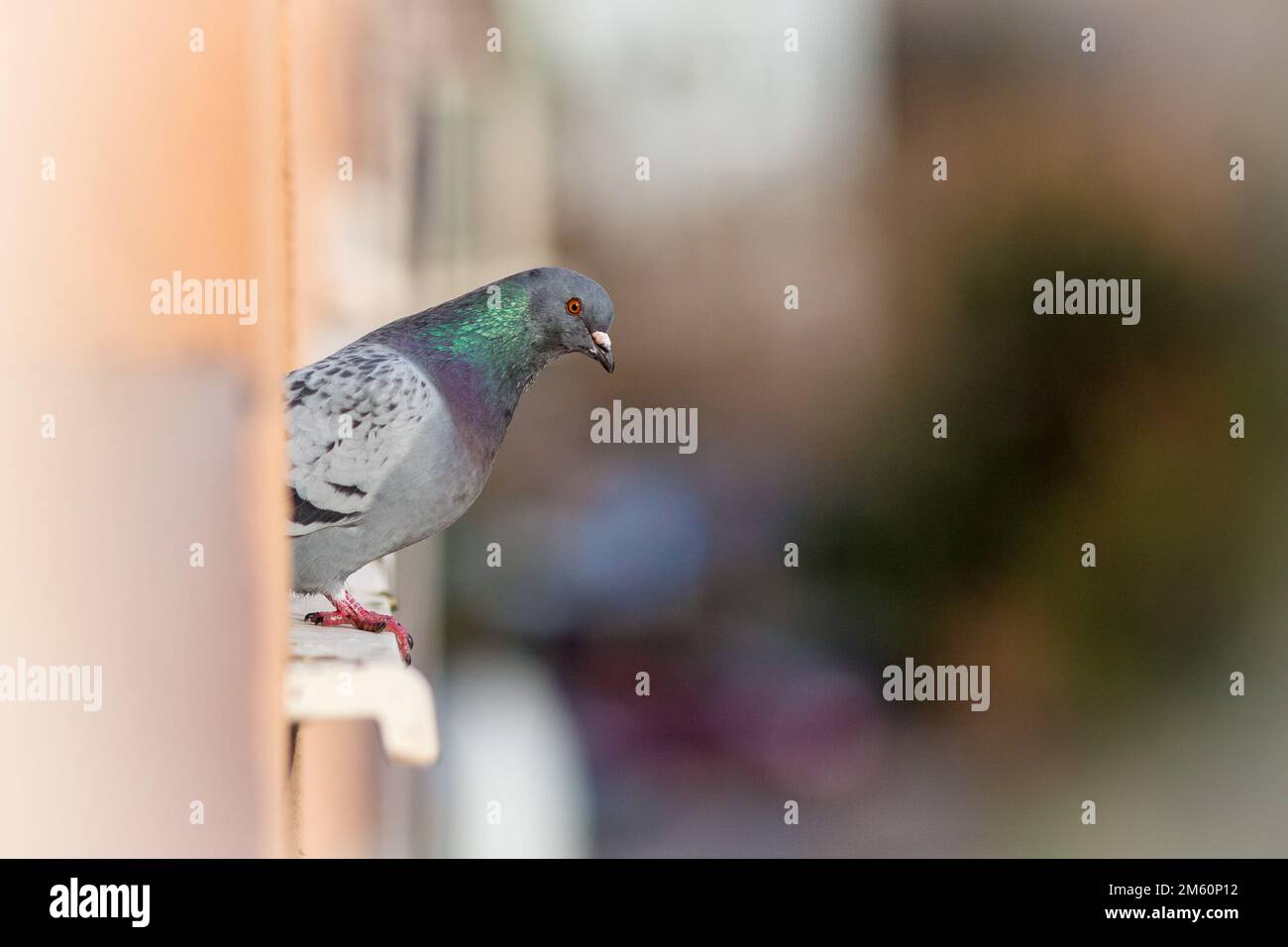 Pigeon peaking from a balcony in urban area Stock Photo - Alamy