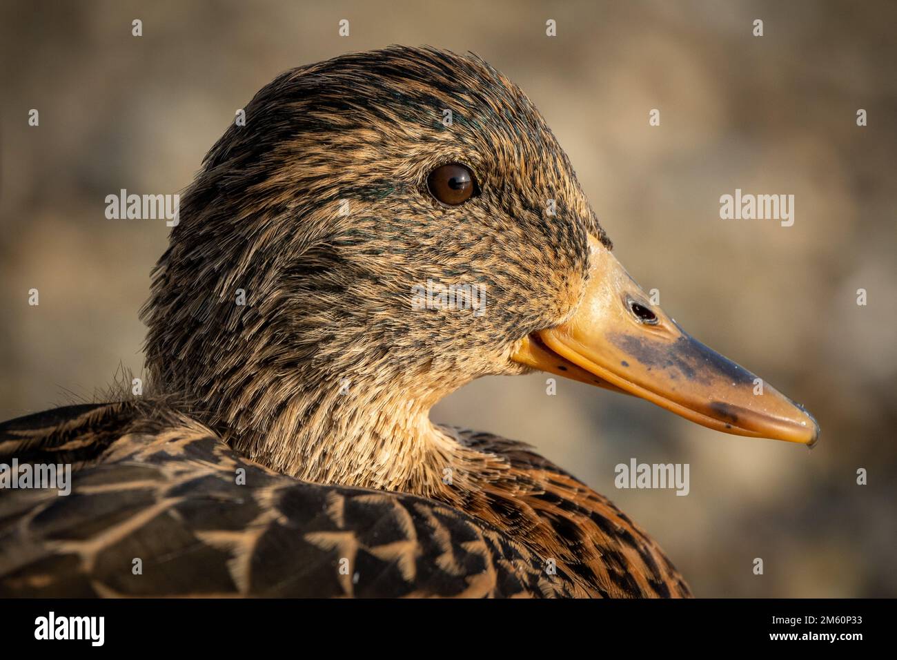 Duck is the common name for numerous species of waterfowl in the family ...