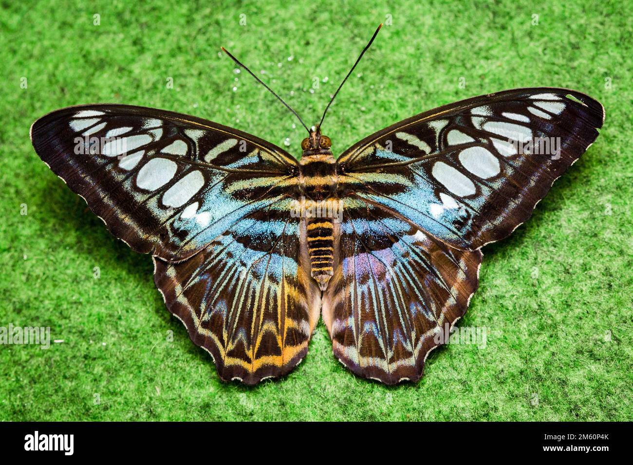 Beautiful colored butterfly Stock Photo - Alamy