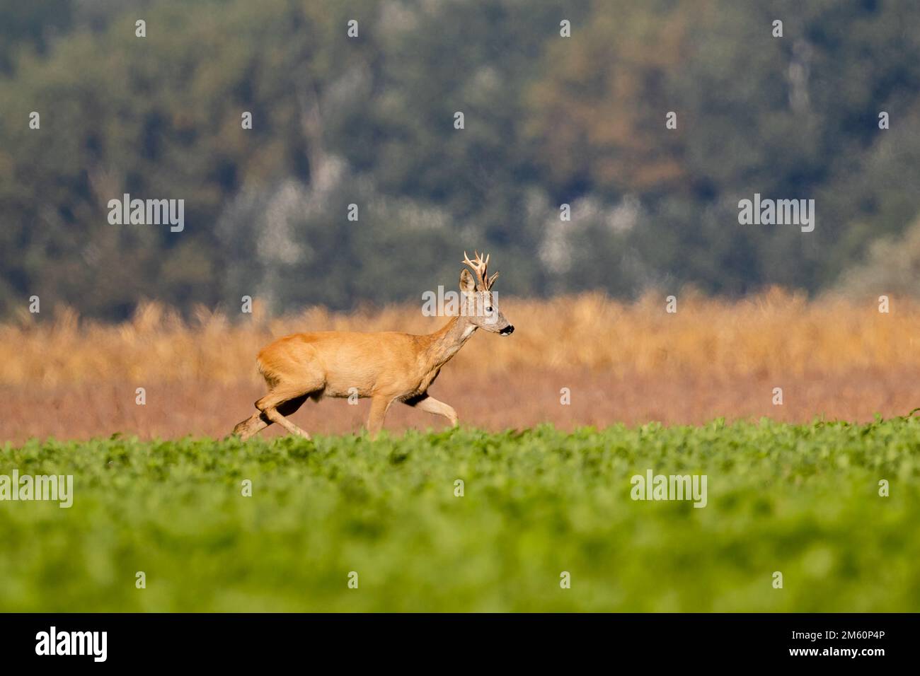 Austrian fields hi-res stock photography and images - Alamy