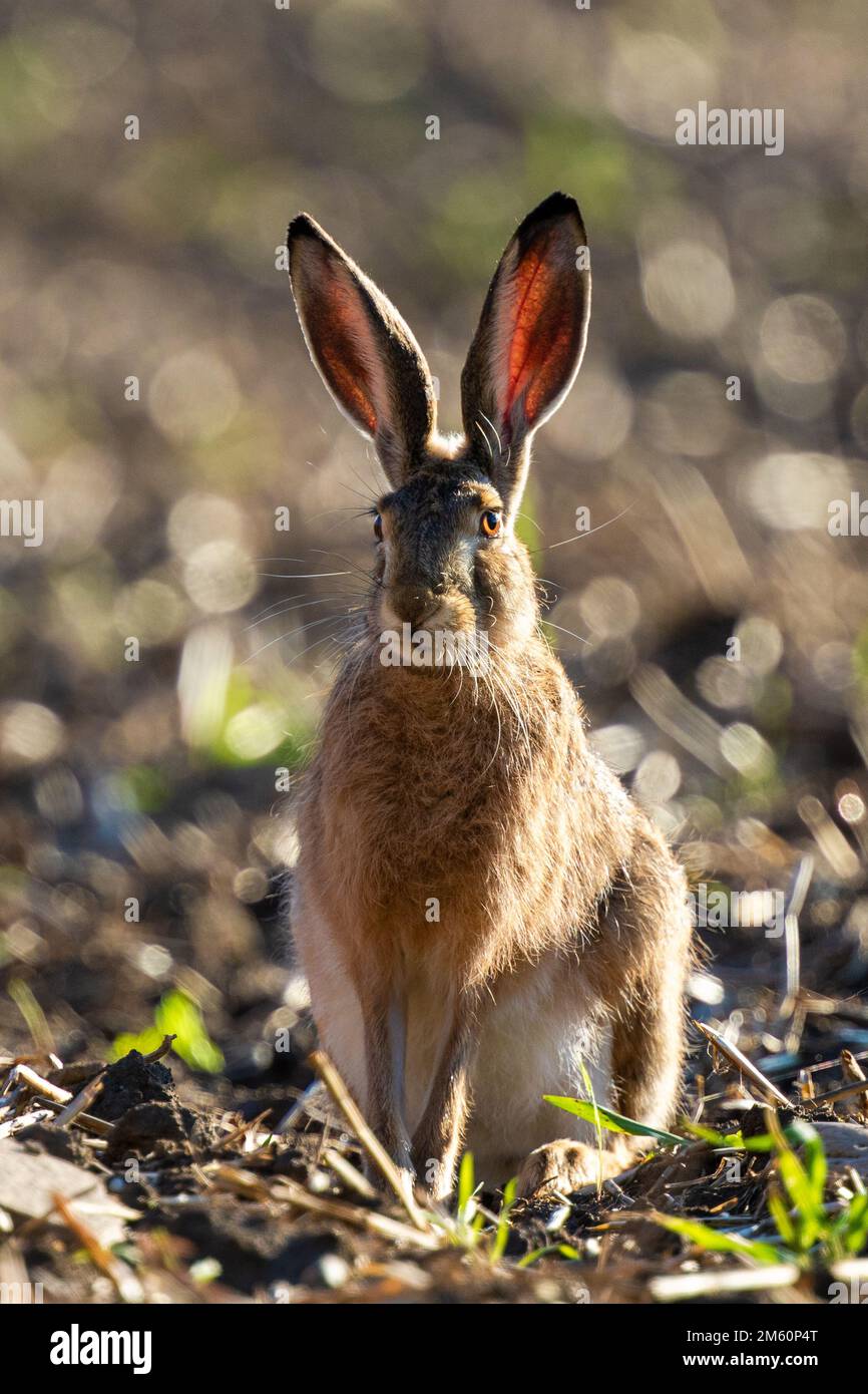 Common hare hi-res stock photography and images - Alamy