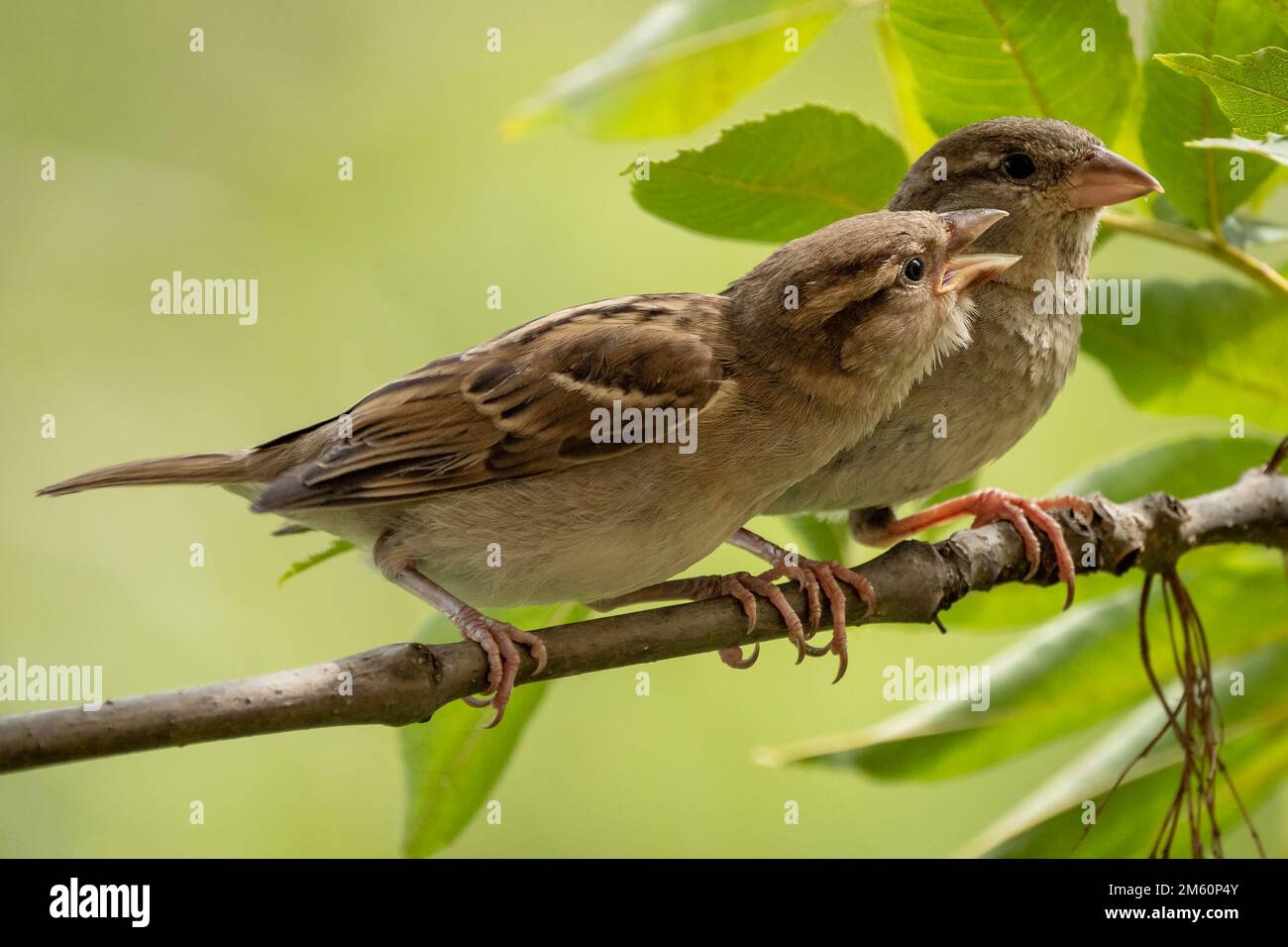 The sparrow and other birds hi-res stock photography and images - Alamy