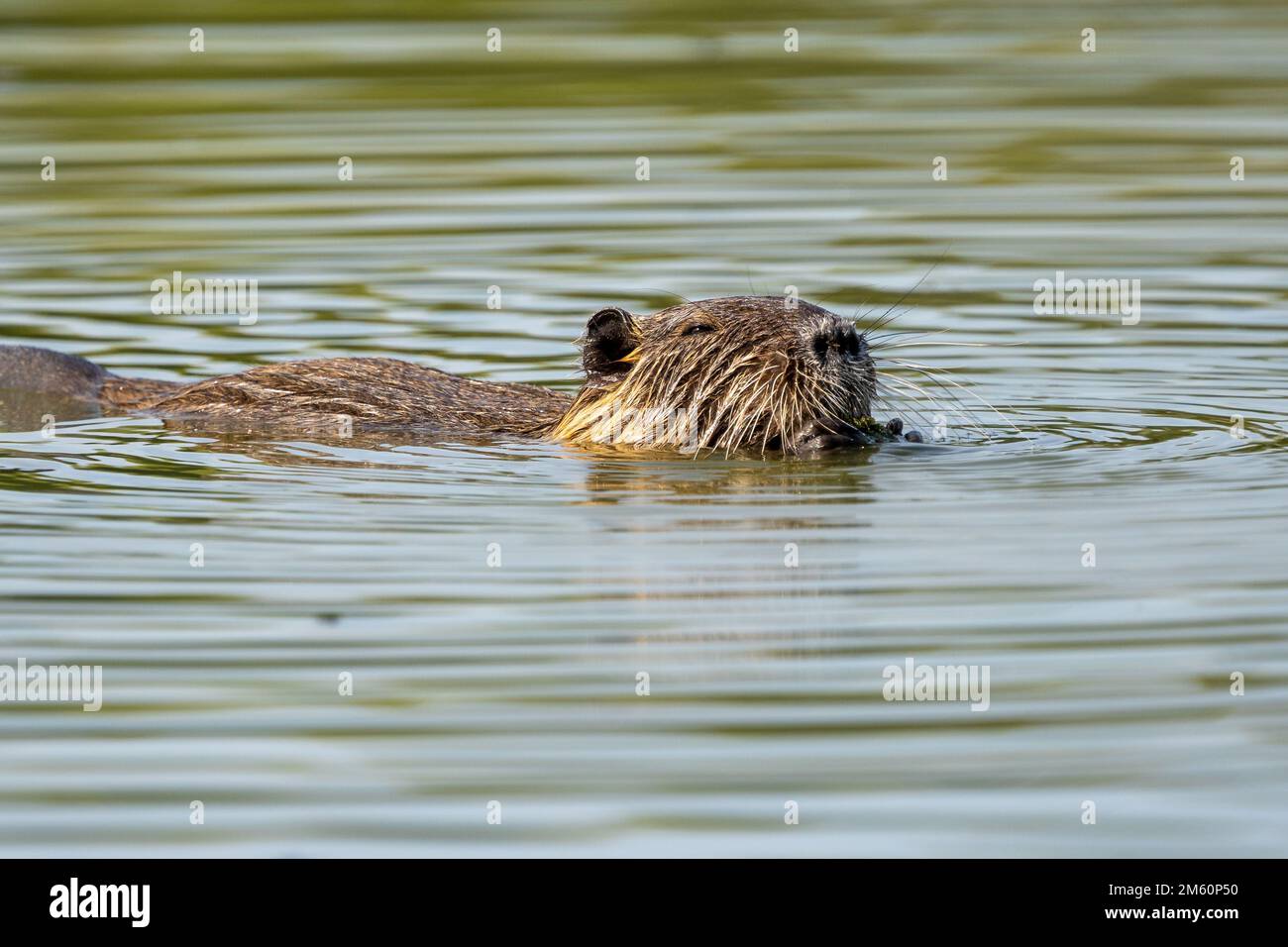 Nutria swimming hi-res stock photography and images - Alamy