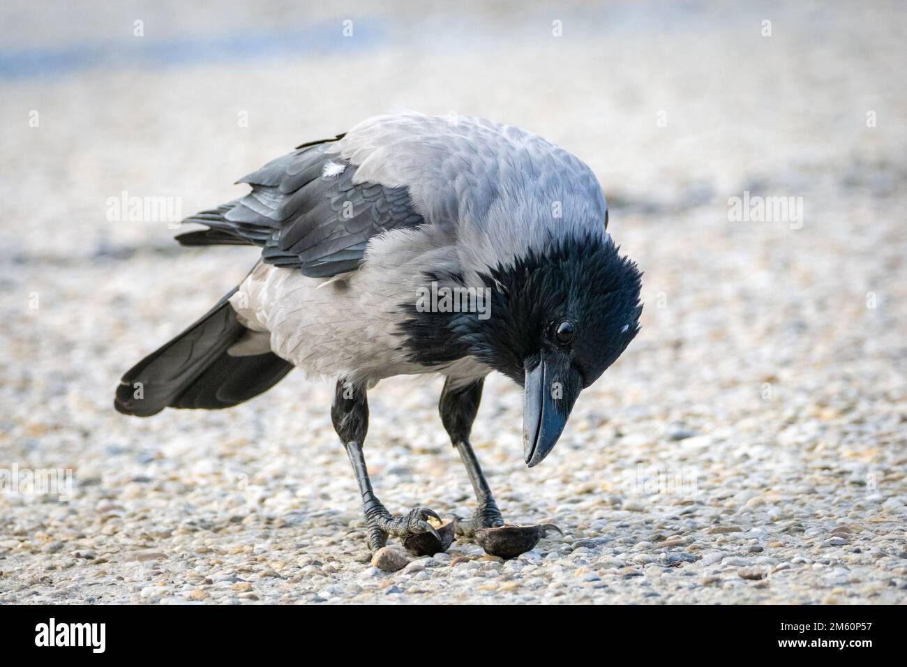Bird trying to crack a nut Stock Photo - Alamy