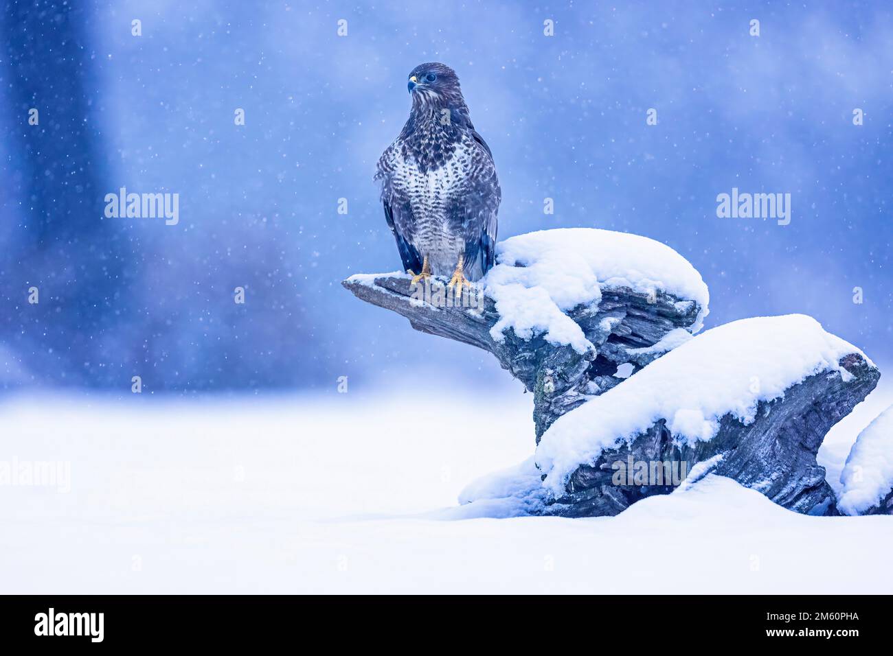 Common steppe buzzard (Buteo buteo) dark variant, dark morph, lying in ...