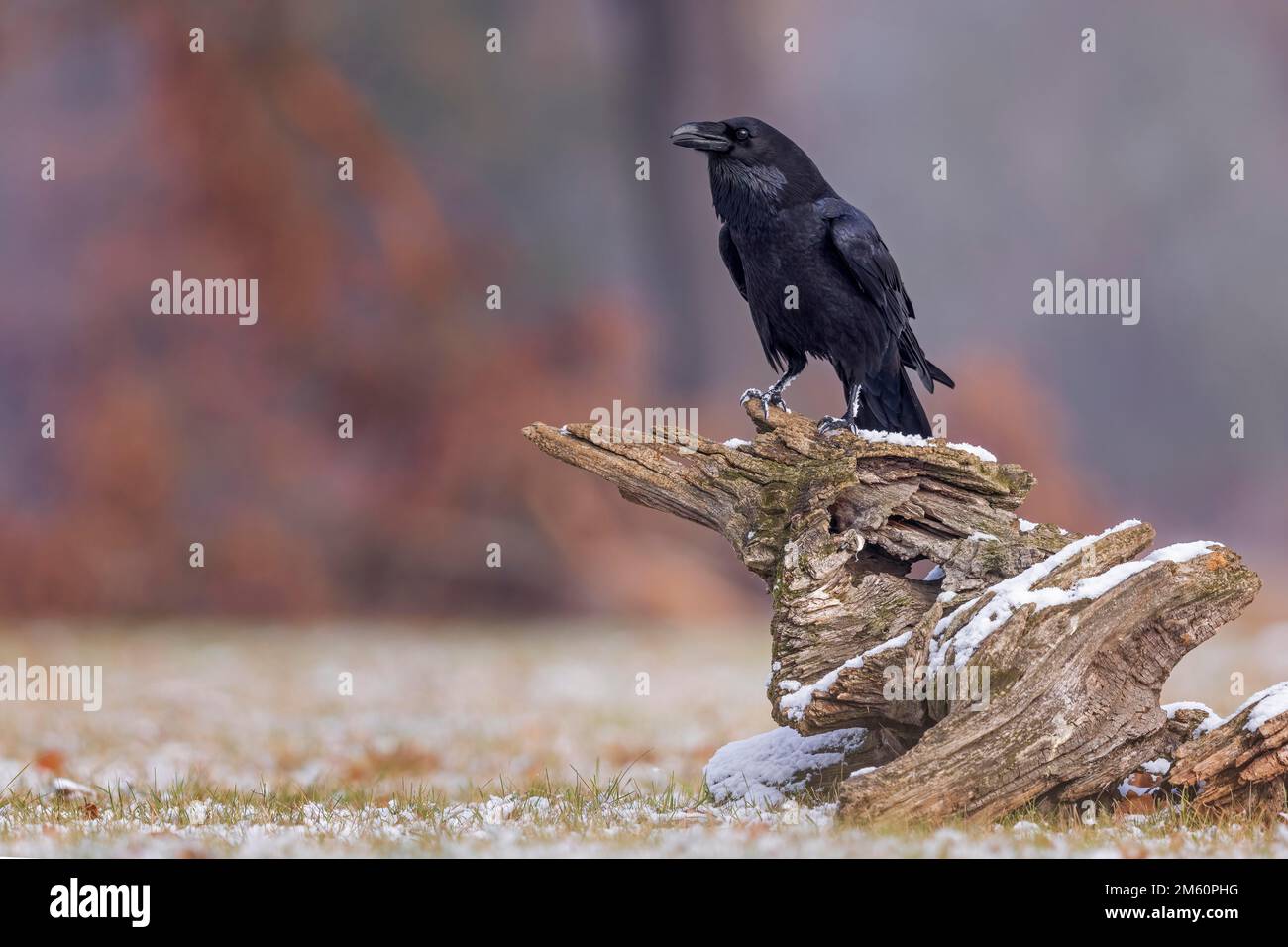 Raven oaks hi-res stock photography and images - Alamy