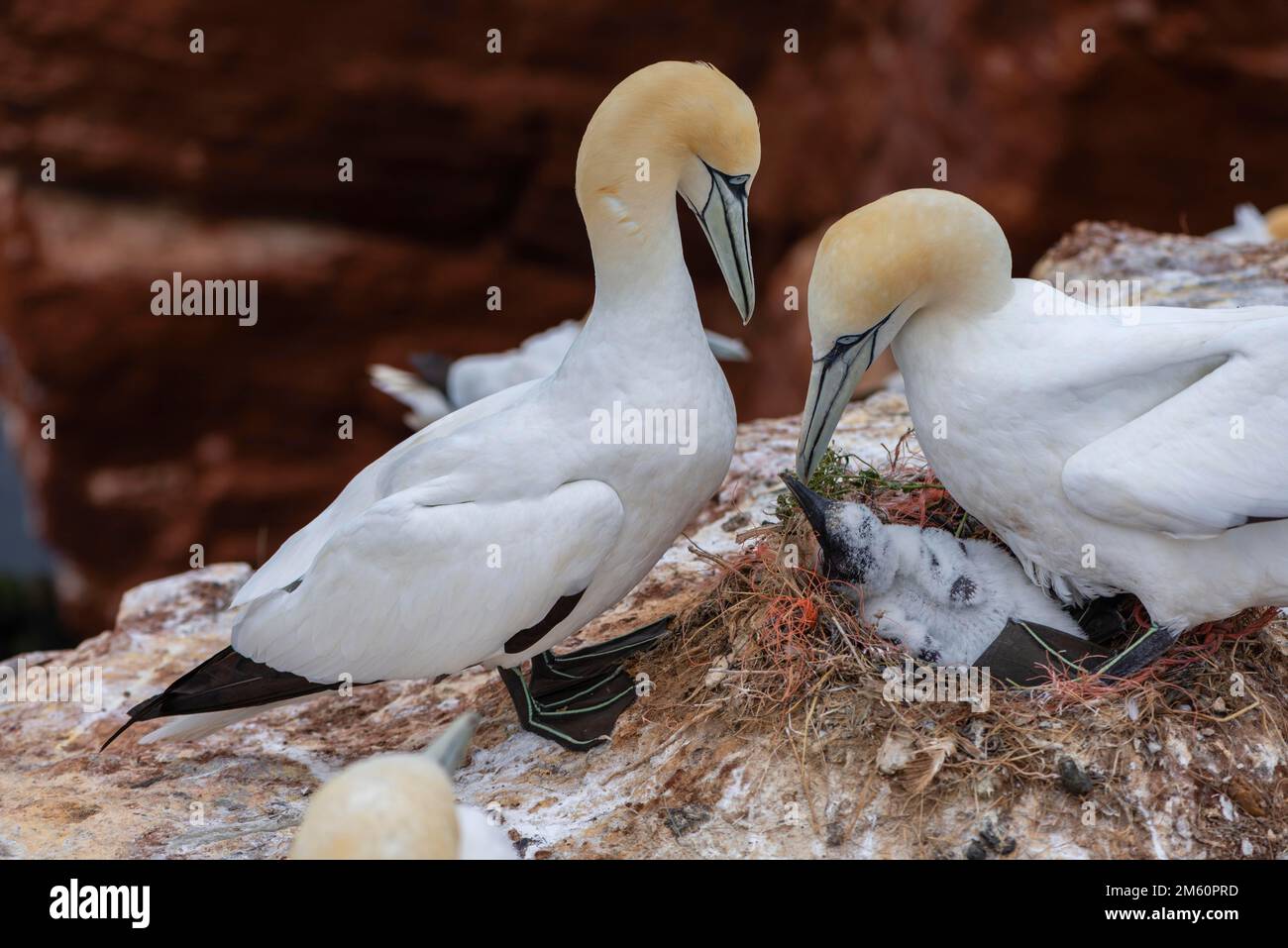 Northern gannet (Morus bassanus), Helgoland Cliff, Helgoland High Seas Island, nests, chicks ...