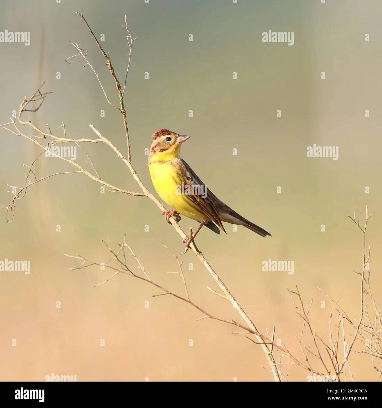Haikou, China's Hainan Province. 16th Dec, 2022. A yellow-breasted ...