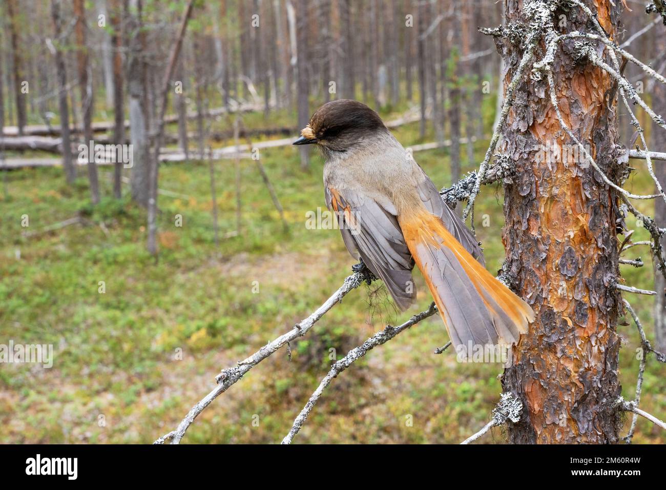 Wide-angle shot of curious Siberian jay perched on a branch in an old ...
