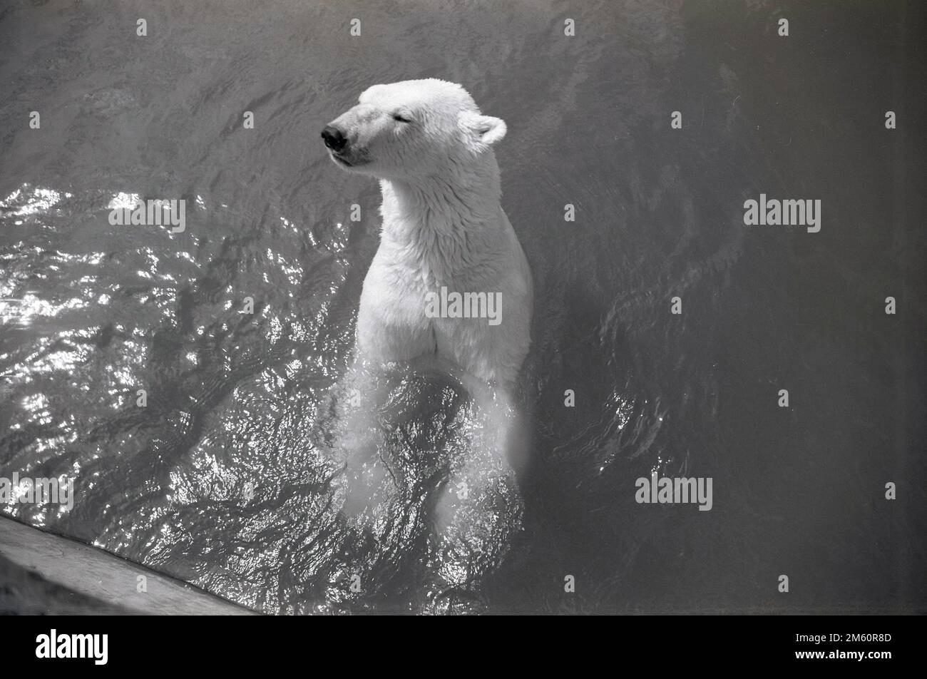 1950s, historical, a polar bear in the water of his enclosure at ...