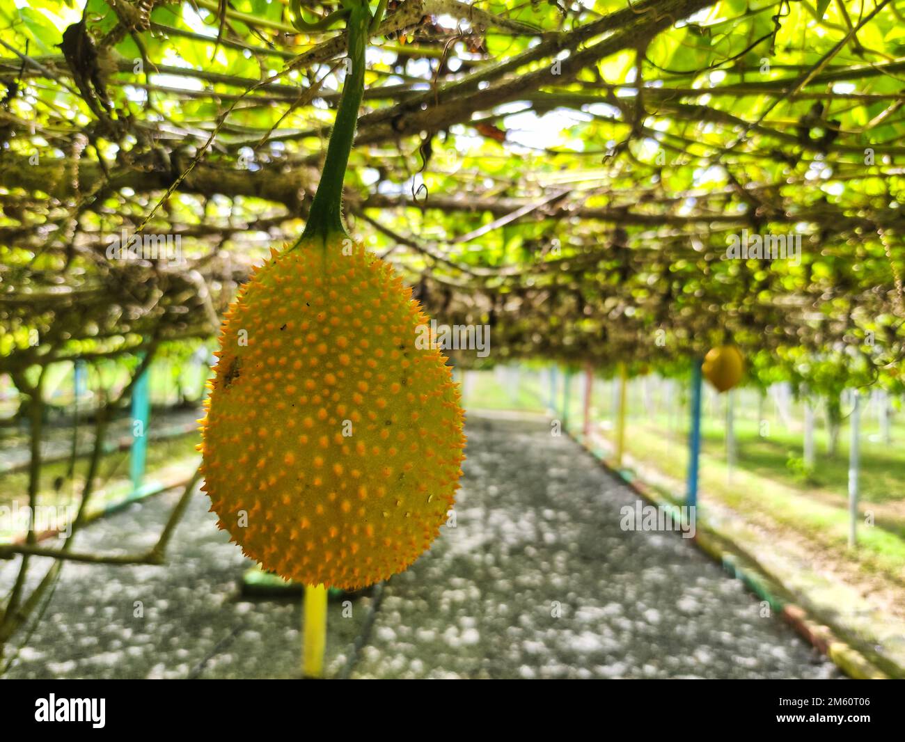 Gac fruit hanging from the tree.Momordica cochinchinensis Stock Photo ...