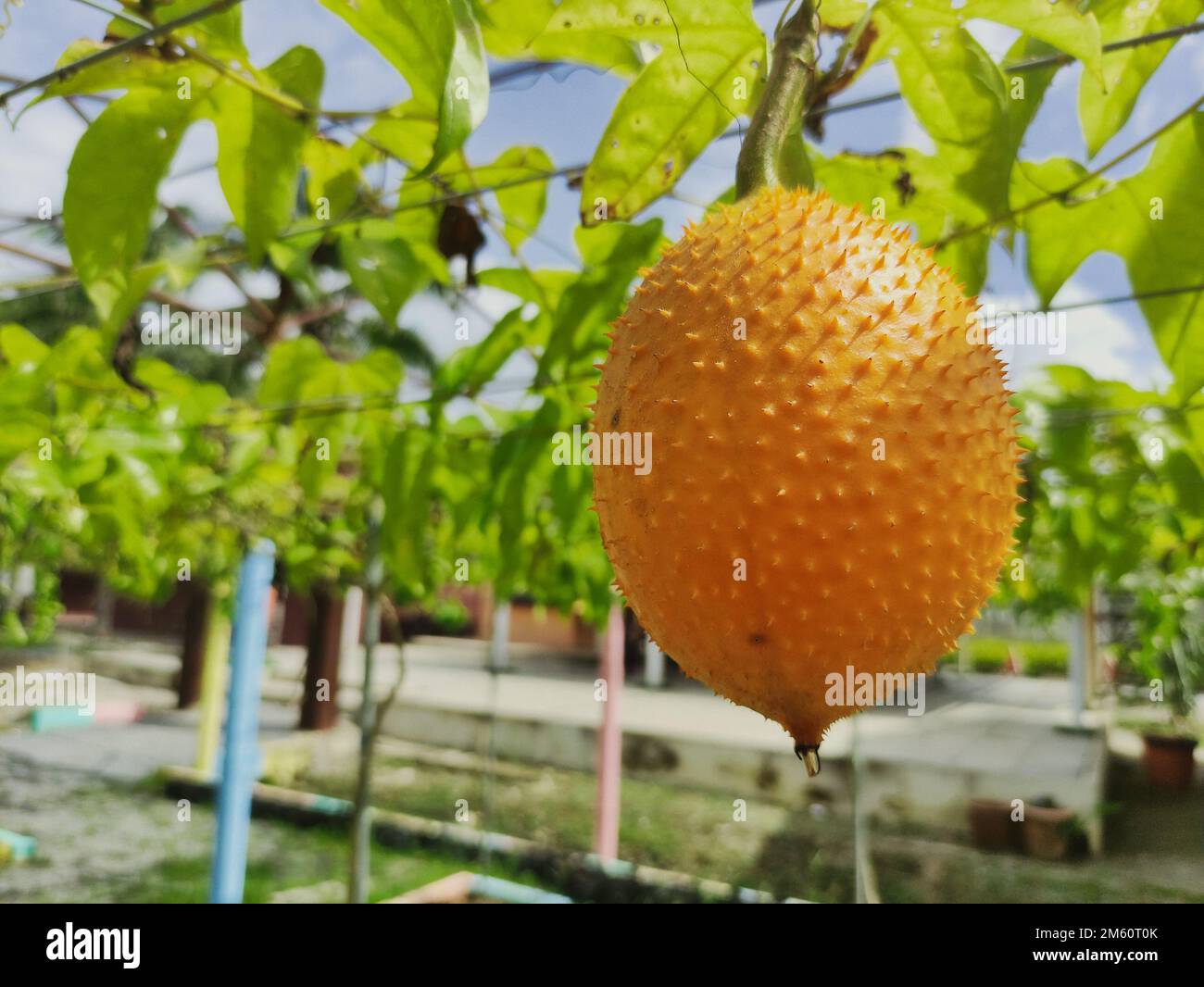 Gac fruit hanging from the tree.Momordica cochinchinensis Stock Photo ...