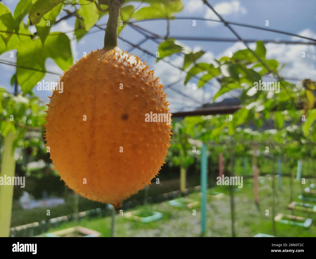 Momordica cochinchinensis hi-res stock photography and images - Alamy