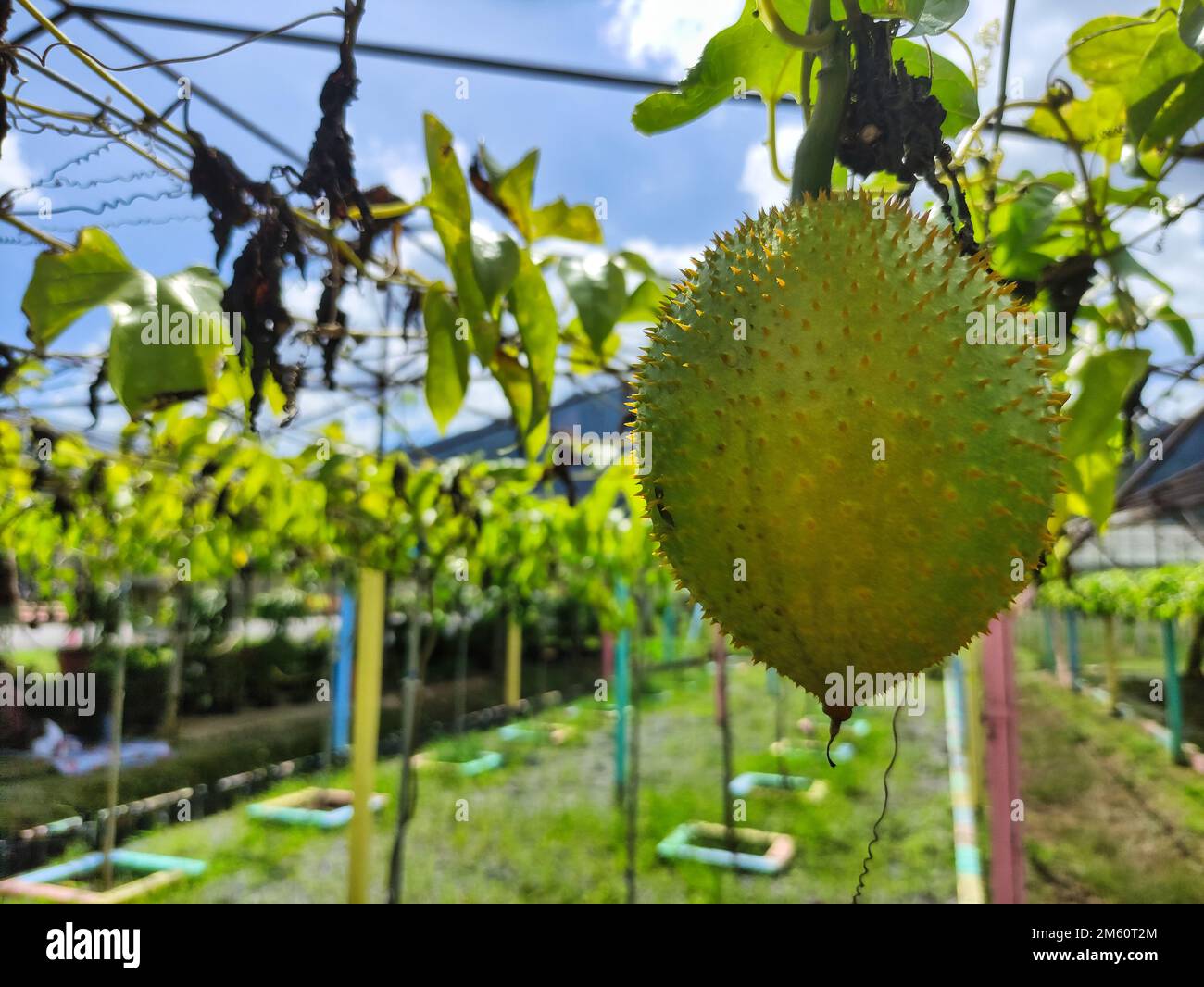 Gac fruit hanging from the tree.Momordica cochinchinensis Stock Photo ...