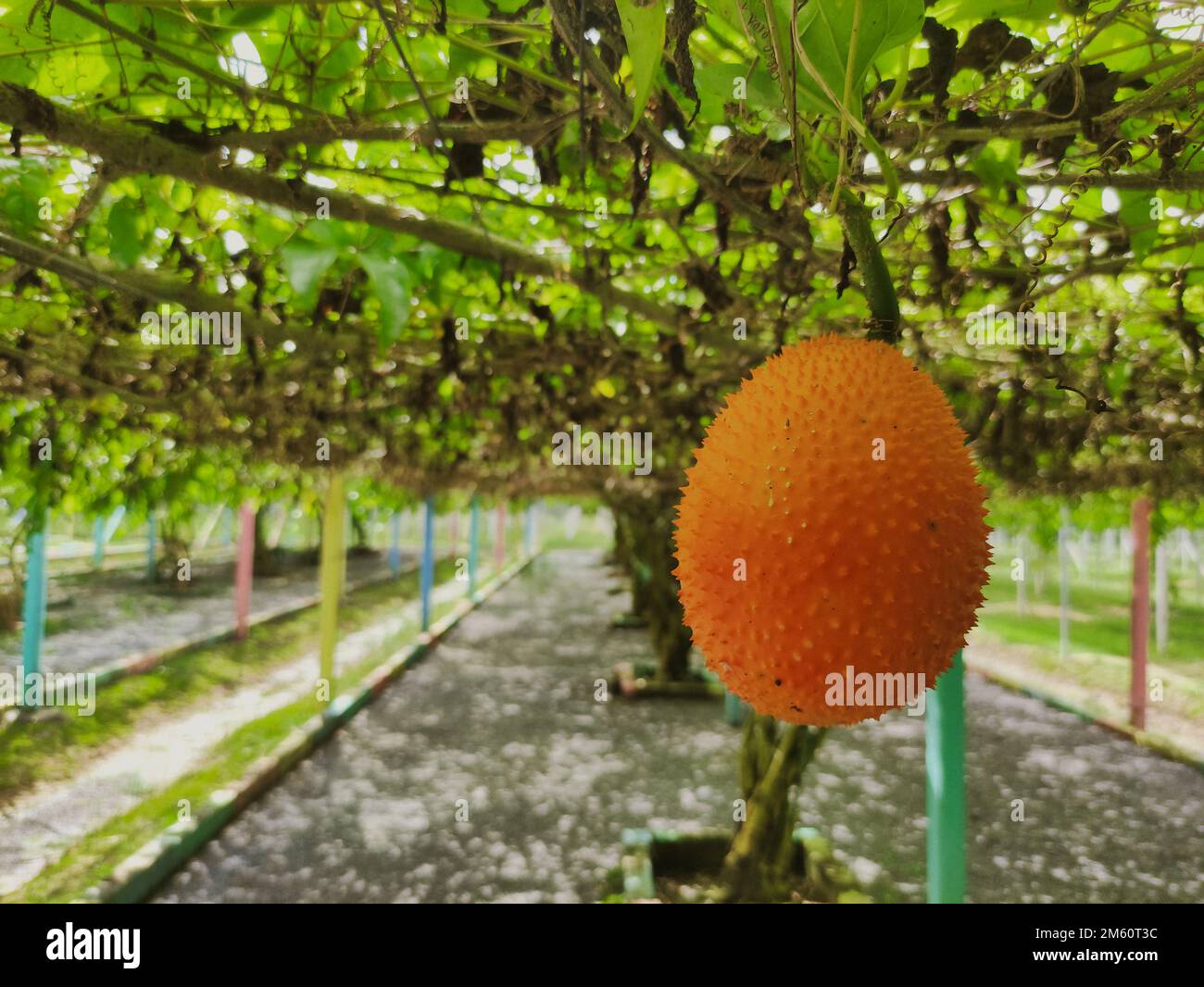 Gac fruit hanging from the tree.Momordica cochinchinensis Stock Photo ...