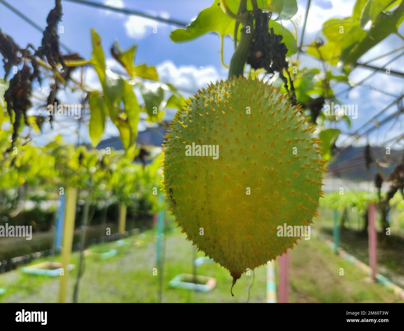 Momordica cochinchinensis hi-res stock photography and images - Alamy