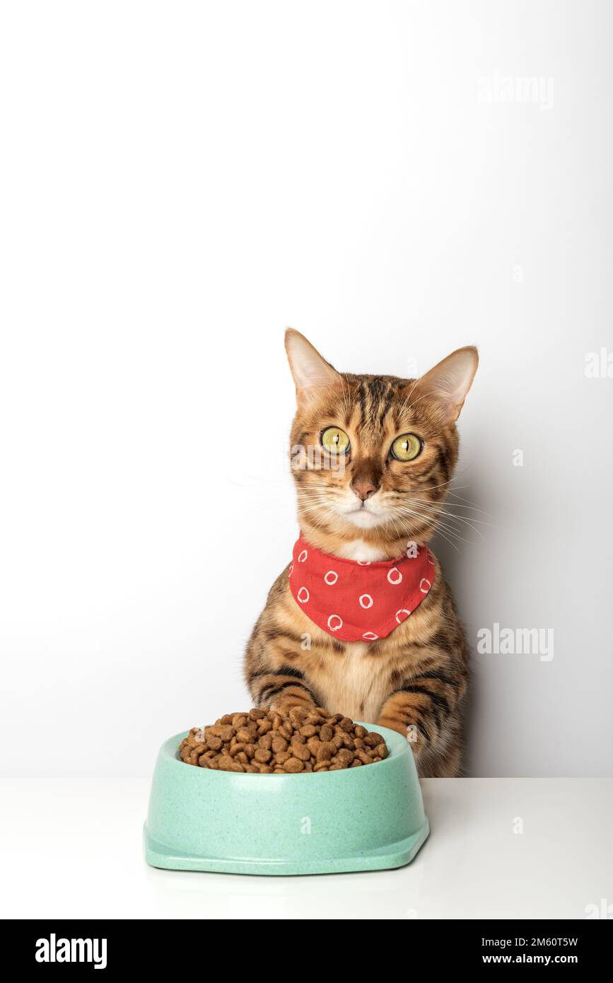 Hungry cat near bowl with dry cat food isolated on white background ...