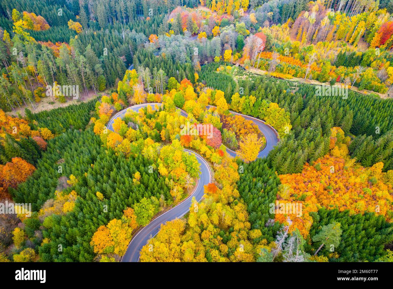 Winding forest asphalt road on colorful autumn day. Serpentine in natural landscape. Aerial view ...