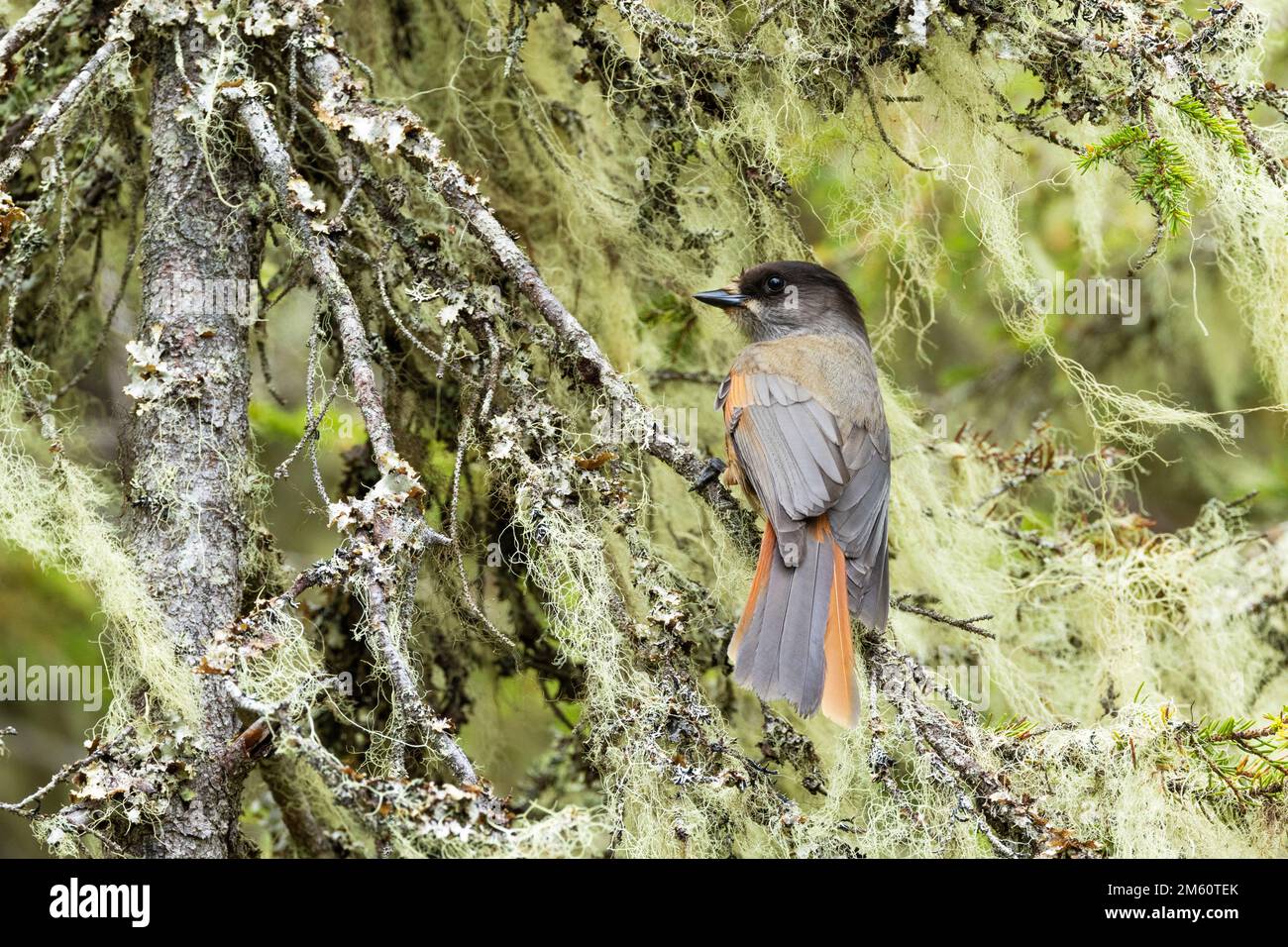 Siberian jay perched in a taiga forest covered with bearded lichen ...